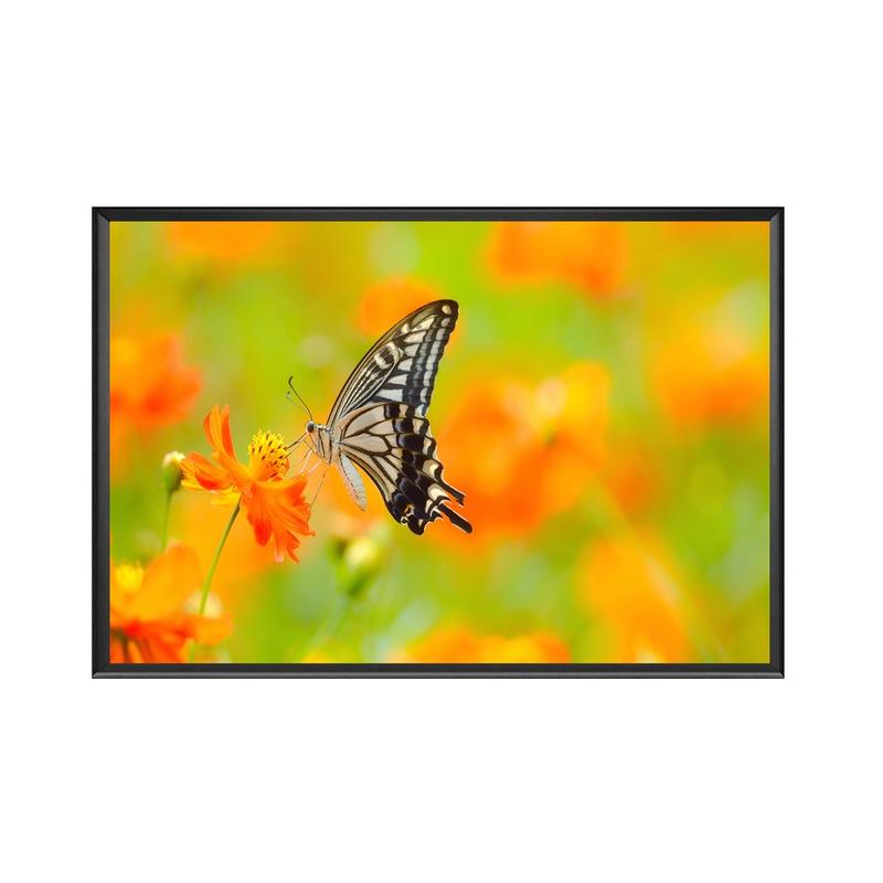 Buy Butterfly High Quality UV Textured Wall Poster - With Frame, 18 ...