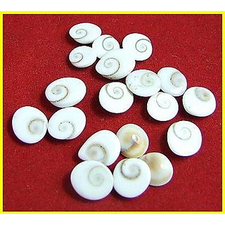 Sarvdev Poojan Samagri Bhandar - Original NATURAL GOMTI CHAKRA / COW's ...