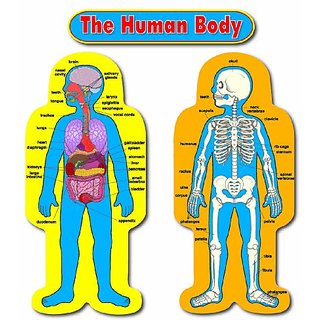 Buy Carson Dellosa Child-Size Human Body Bulletin Board Set (3215 ...
