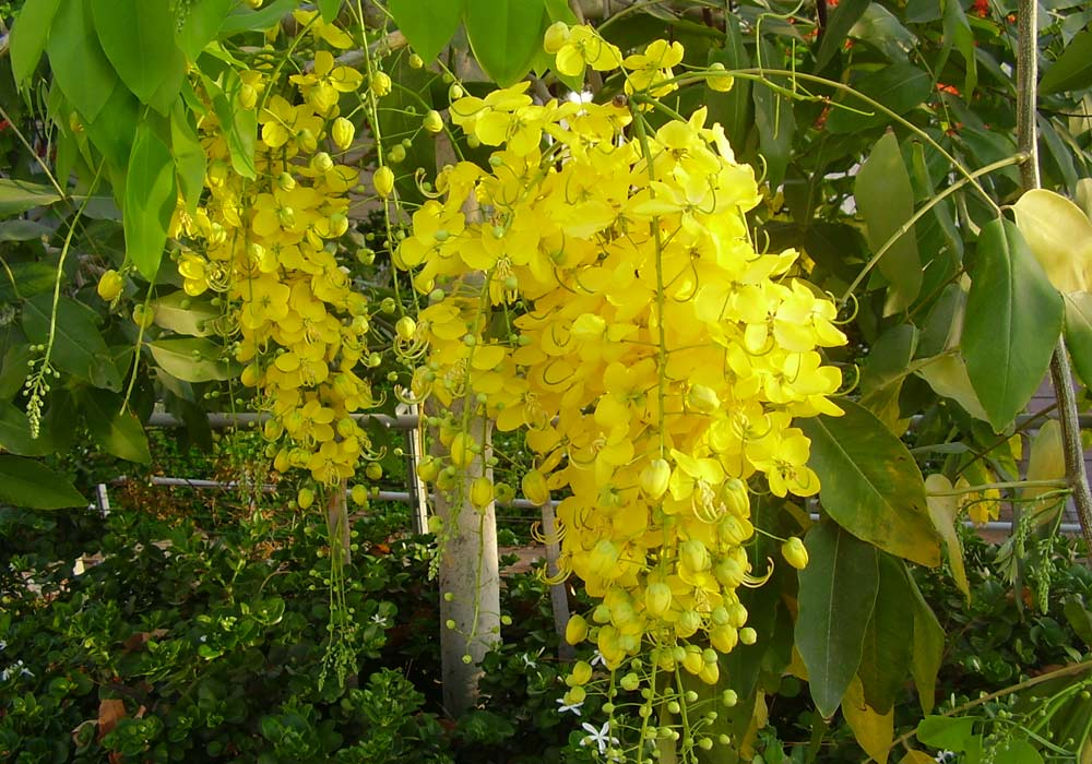 Buy Plant House Amaltas Plant Seeds ( 21 Seed Per Pack ) Online @ ₹189 ...