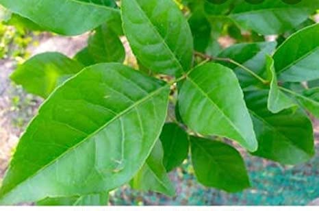 Buy Bel Tree, Bilva Patra, Bel Patra- Plant Online @ ₹299 from ShopClues