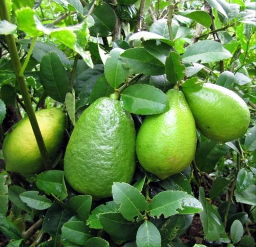 Buy Plant House Live Gandharaj Lemon Highly Fragrant Bengal Fruit Plant ...
