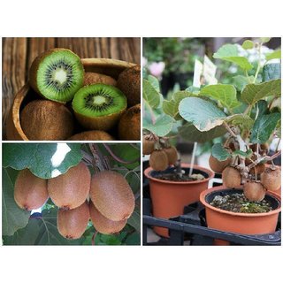 blue kiwi fruit real