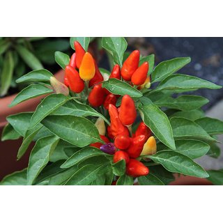 Buy Vegetable Seeds Rare Chili Pepper Seeds Ornamental Chili Chilli ...