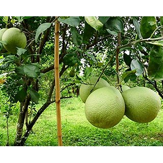 Buy Plant House Live Red Chakotra/Pomelo Fruit Plant With Pot Online ...
