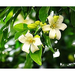Buy Tropical Flower Murraya Paniculata Orange jessamine Mara Mulla ...