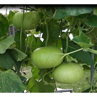 Buy SHOP 360 GARDEN High Yielding Hybrid Tinda / Round Gourd Vegetable ...
