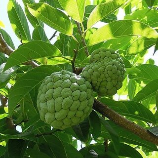 Buy FAABIIE Sitaphal, Custard Apple, Sugar Apple, Alligator Apple Seeds ...